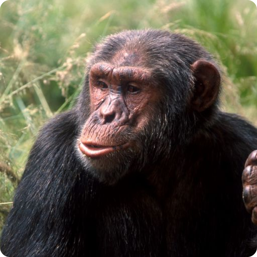 Kids’ Zoology Subscription Boxes | My ZOO Box