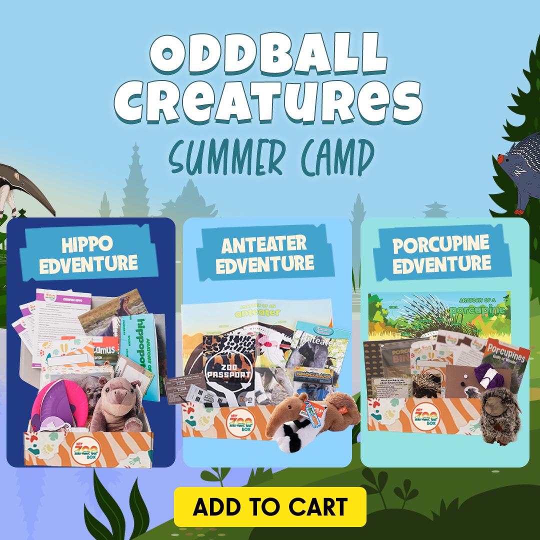 Kids’ Zoology Club Boxes | My ZOO Box